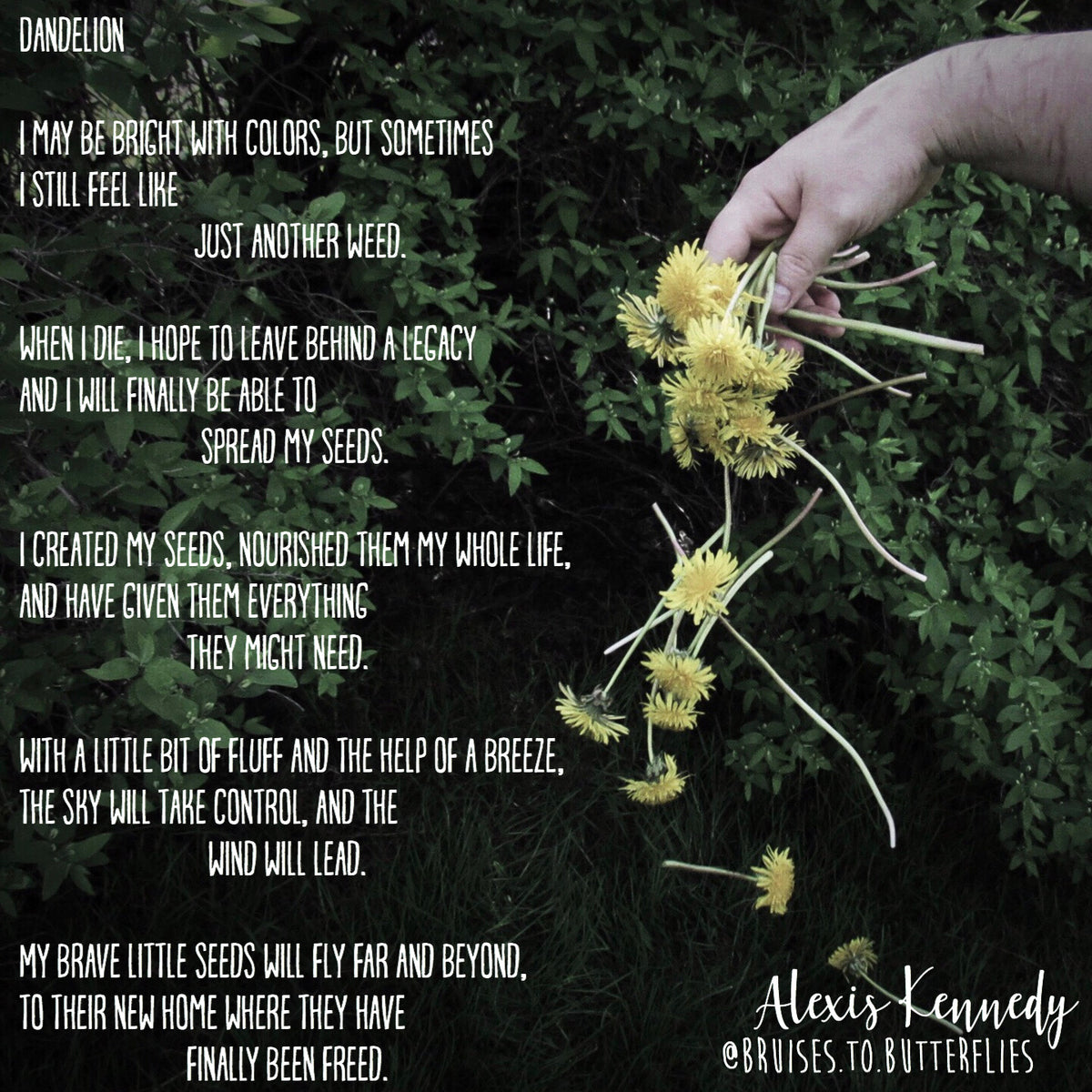 Dandelion Poem Sticker🌼 – Bruises To Butterflies LLC